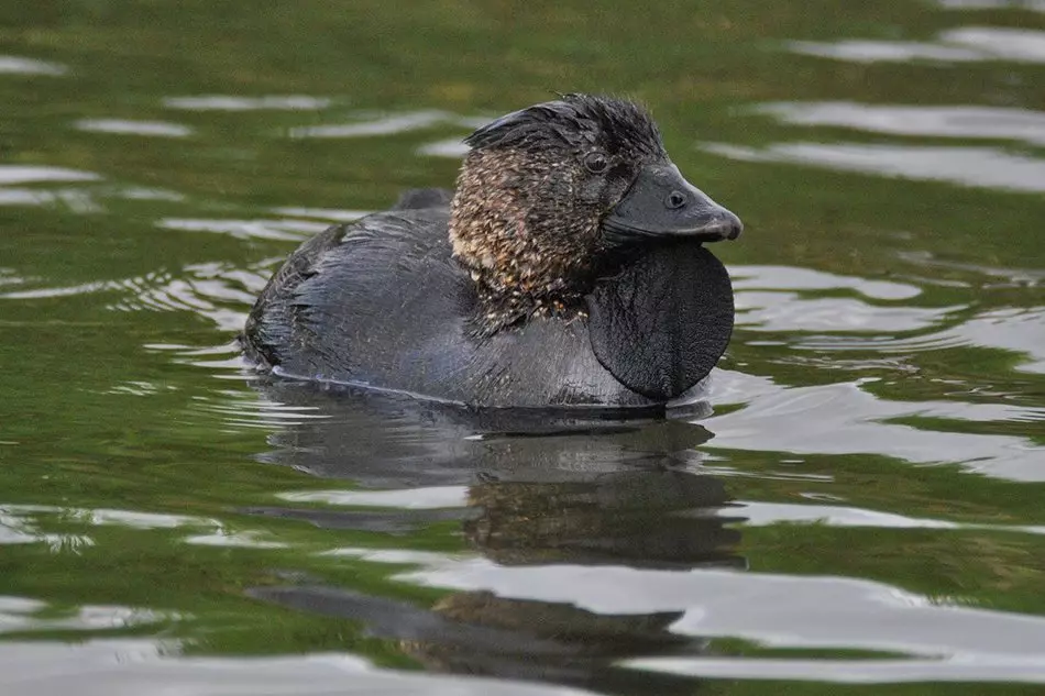 Kačice laločnaté dostávajú potravu, keď sú úplne ponorené do vody