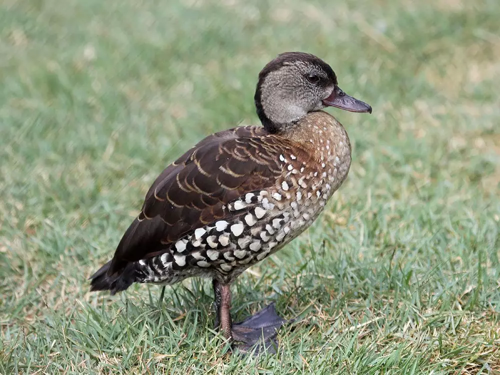 Ntoo pom duck (Dendrocygna guttata)