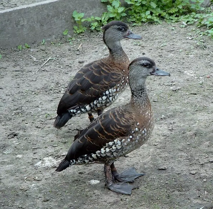 Den hëlze gefleckte Ent gëtt an de Plagen fonnt.