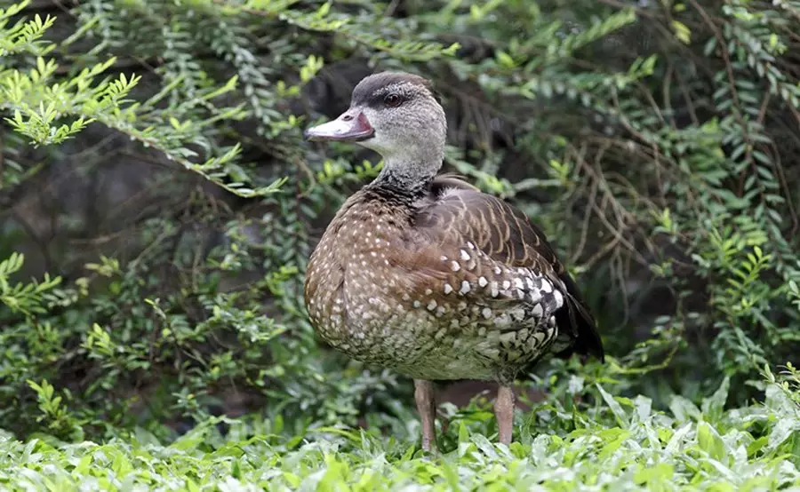 Arboreal spotted ducks yog nquag thaum nruab hnub.