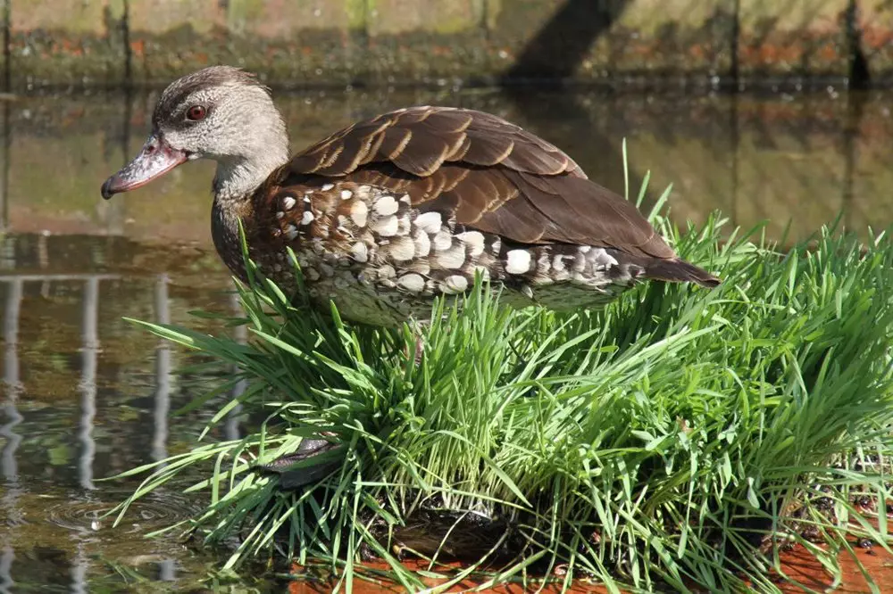 D'Nesterzäit fir hëlze gefleckt Enten ass éischter verlängert