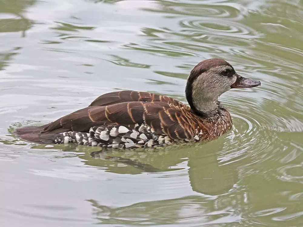 Holzfleesch Enten ernähren sech ausschliesslech vu Planzefudder.