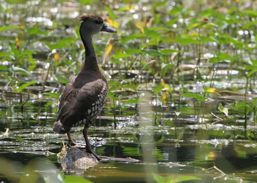 Arboreal gefleckt Enten féieren en zimmlech geheime Liewensstil.