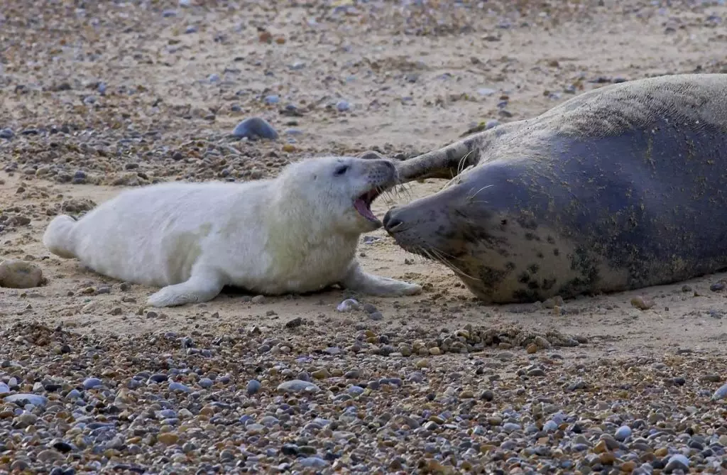 Newborn seals are covered with thick long white fur.