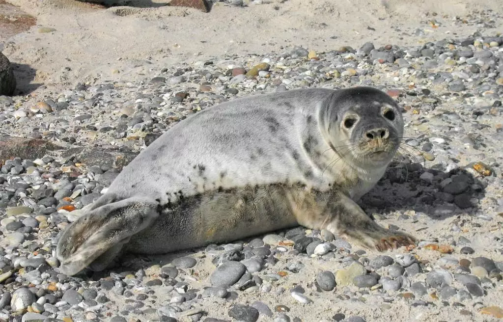 Emitting characteristic sounds, long-faced seals communicate with each other.