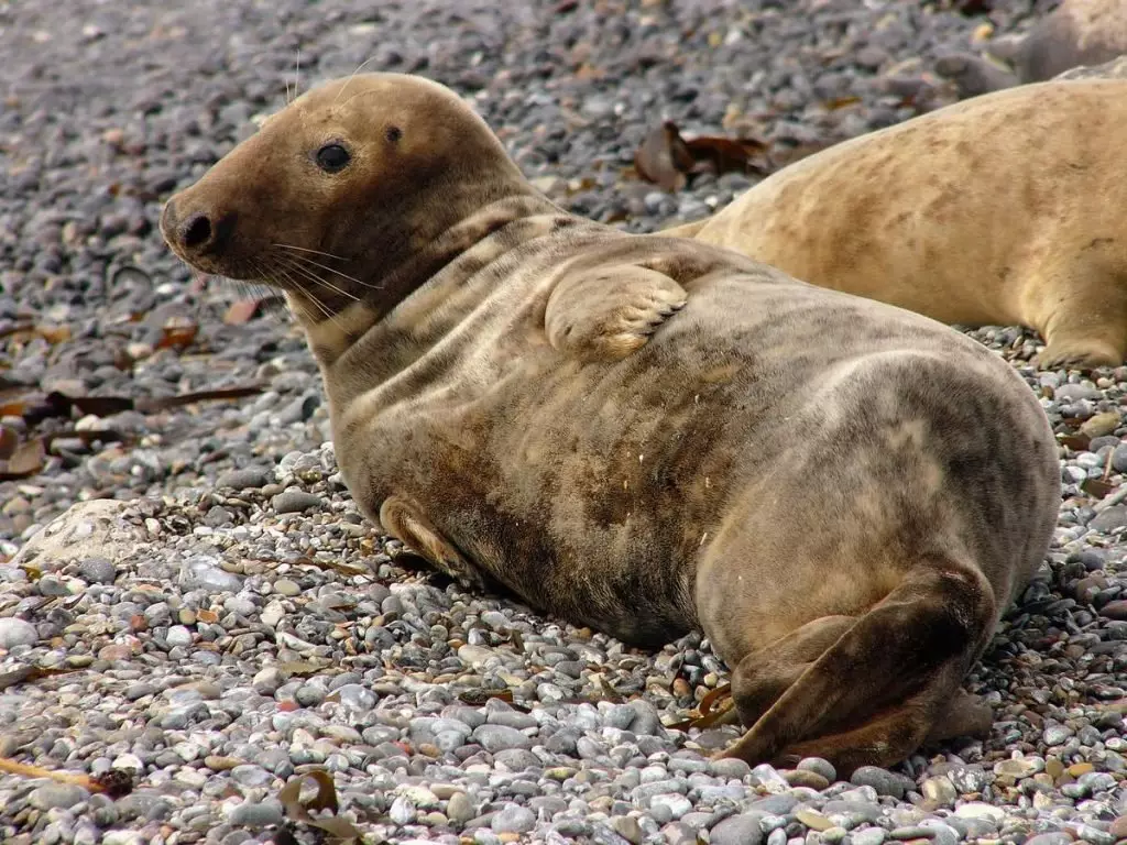 The gray seals have unusually well-developed sense organs.