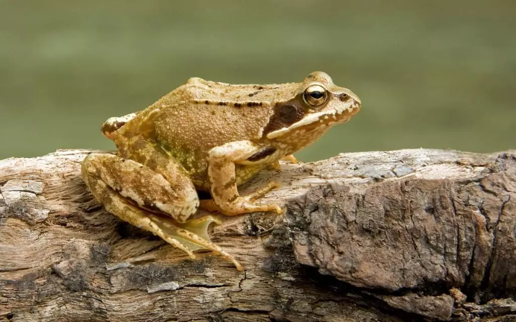 Frog coitianta (Rana temporaria).