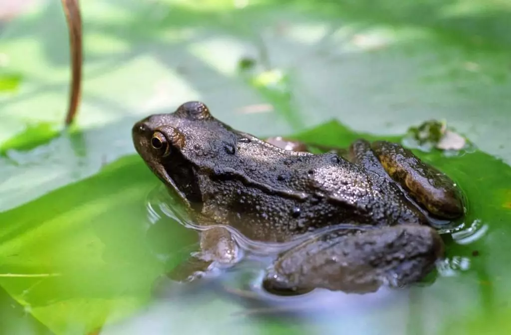 Navadna žaba je ena najpogostejših v Evropi.