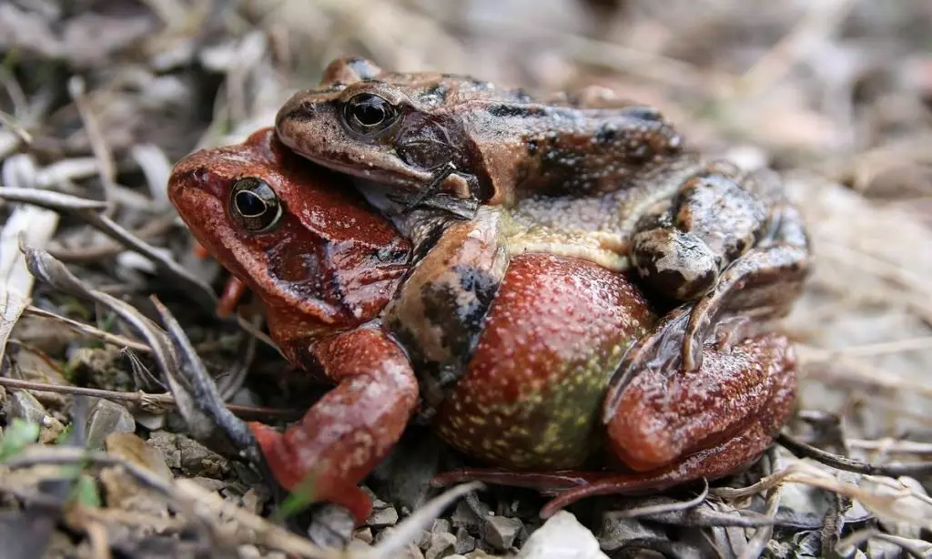 草蛙蝌蚪是食草動物，但有些可以吃小動物。