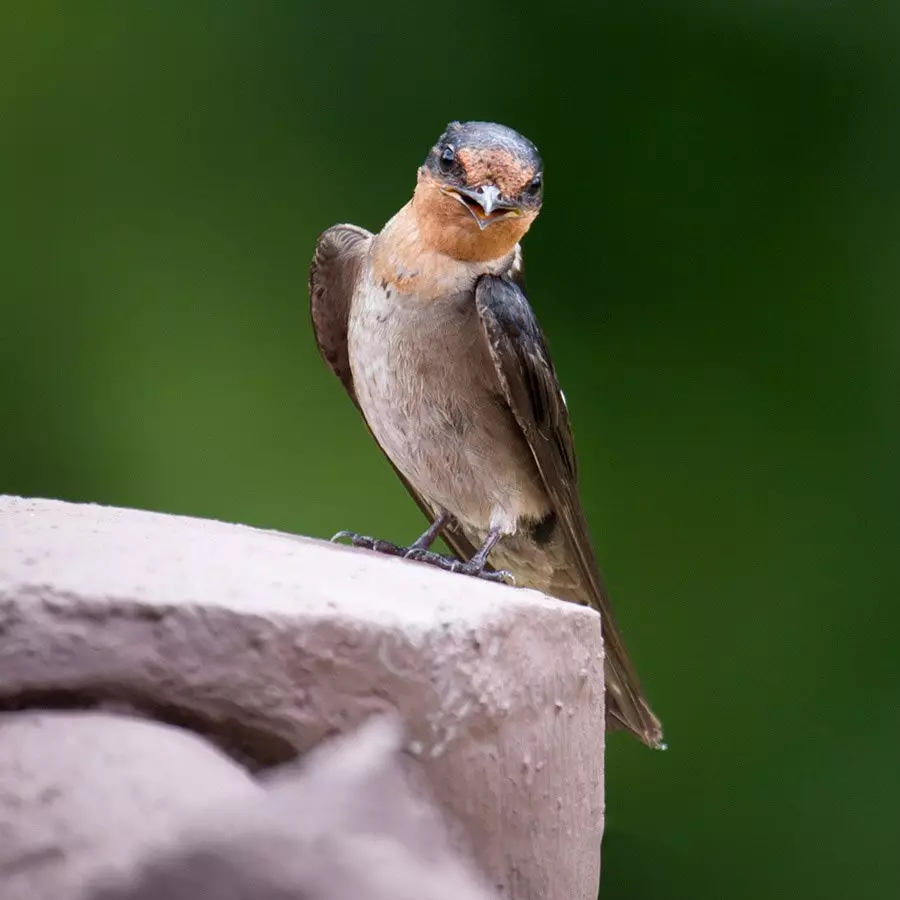 Vencejos de palma (Cypsiurus)