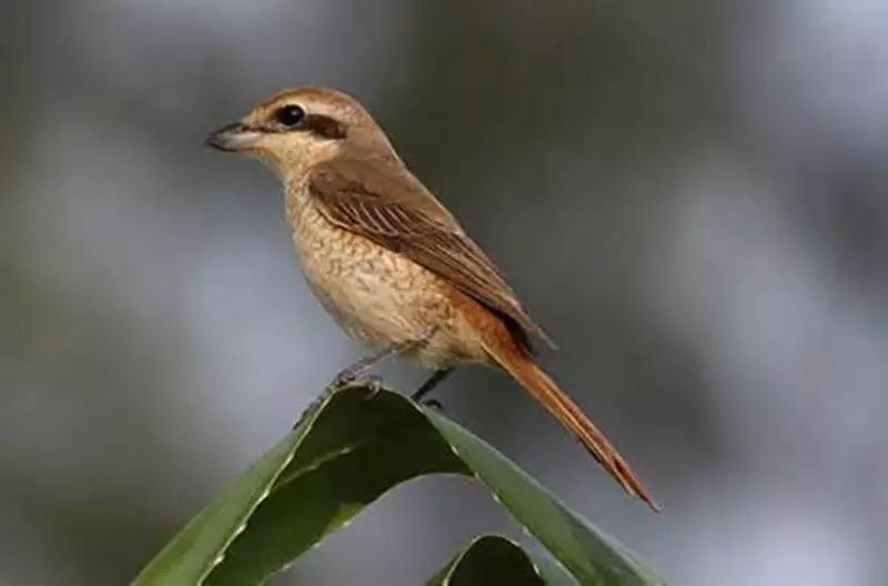 Vencejo de la palma africana