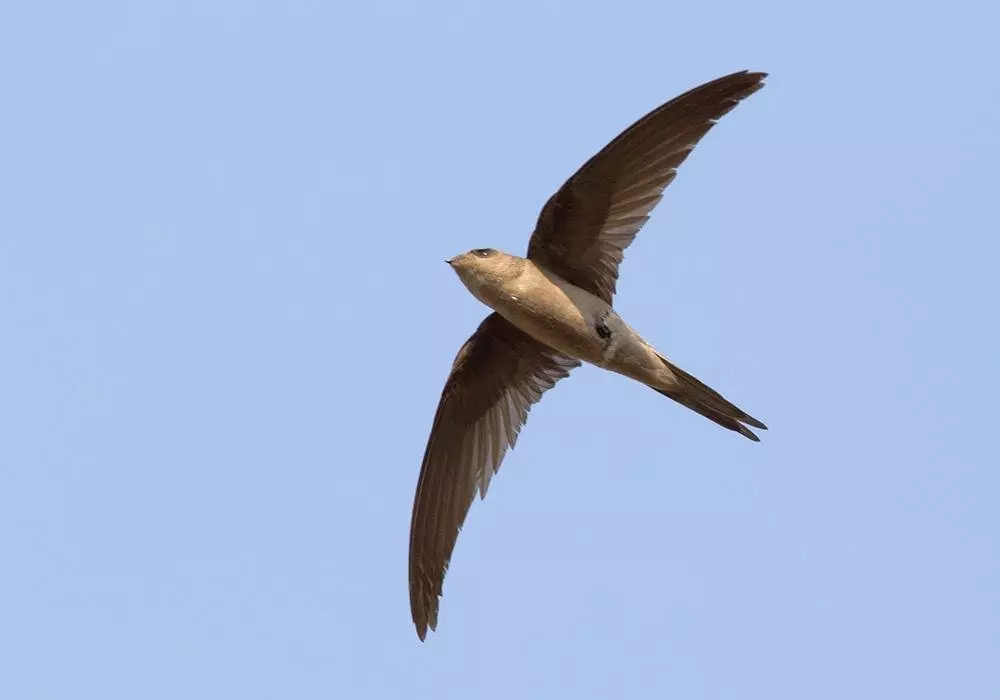 Palm Asian Swift