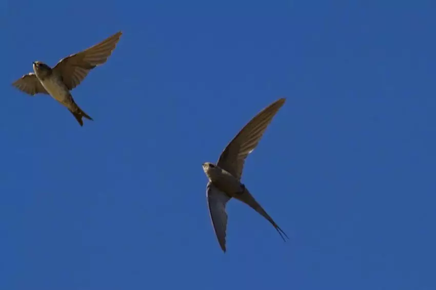 Palm swifts demək olar ki, yalnız uçan həşəratlarla qidalanır