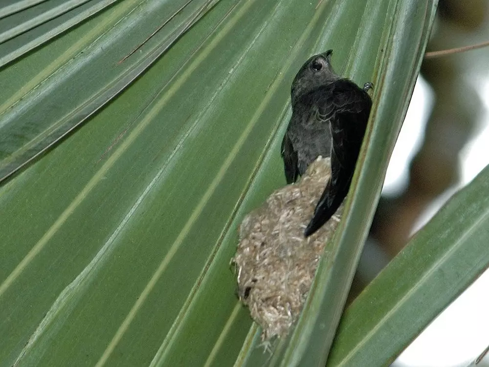 Palm veloz en el nido