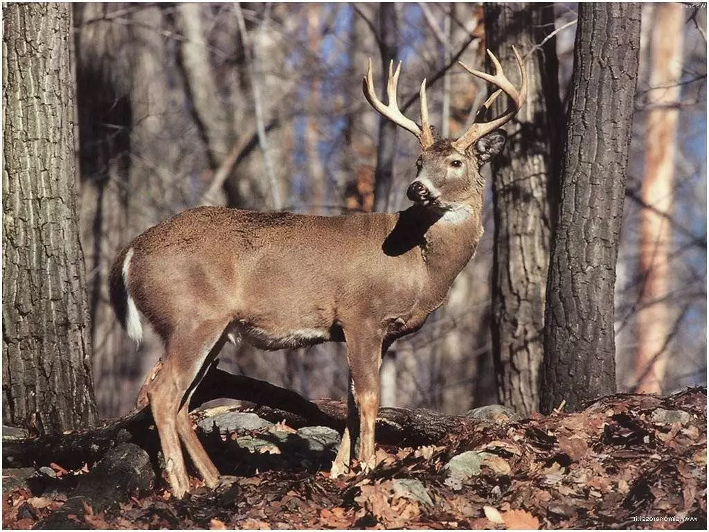 Rusa roe Siberia (Capreolus pygаrgus).