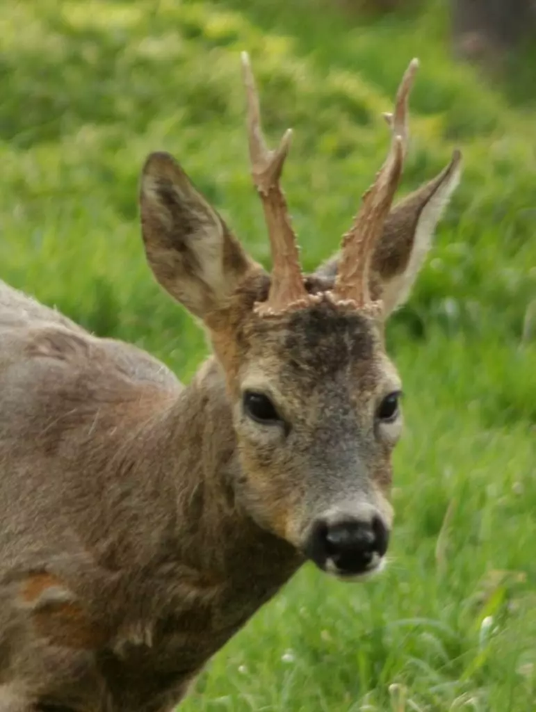 Sukad sa 2012, ang duha nga mga subpopulasyon sa Siberian roe deer (Buzimo-Kantatsko-Kemskaya, Uluisk-Bogotolsko-Achinskaya) giapil sa Pula nga Libro sa Teritoryo sa Krasnoyarsk