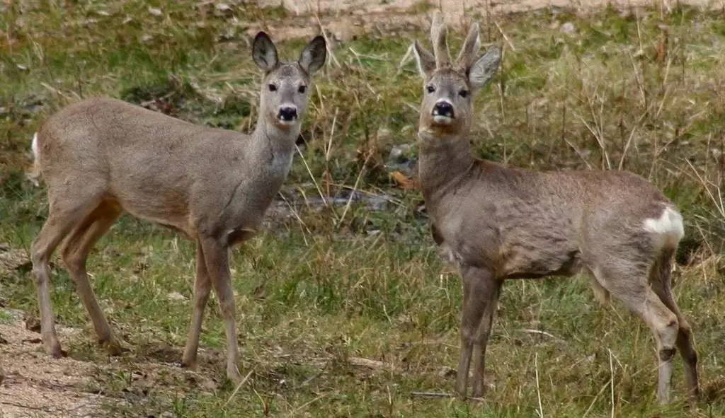 Ang Roe deer nanginahanglan 1500 ml nga tubig matag adlaw.