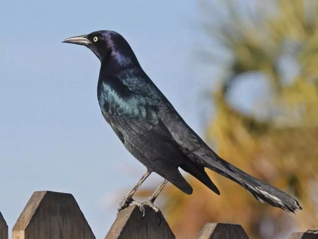 Grackle obecná (Quiscalus quiscula).