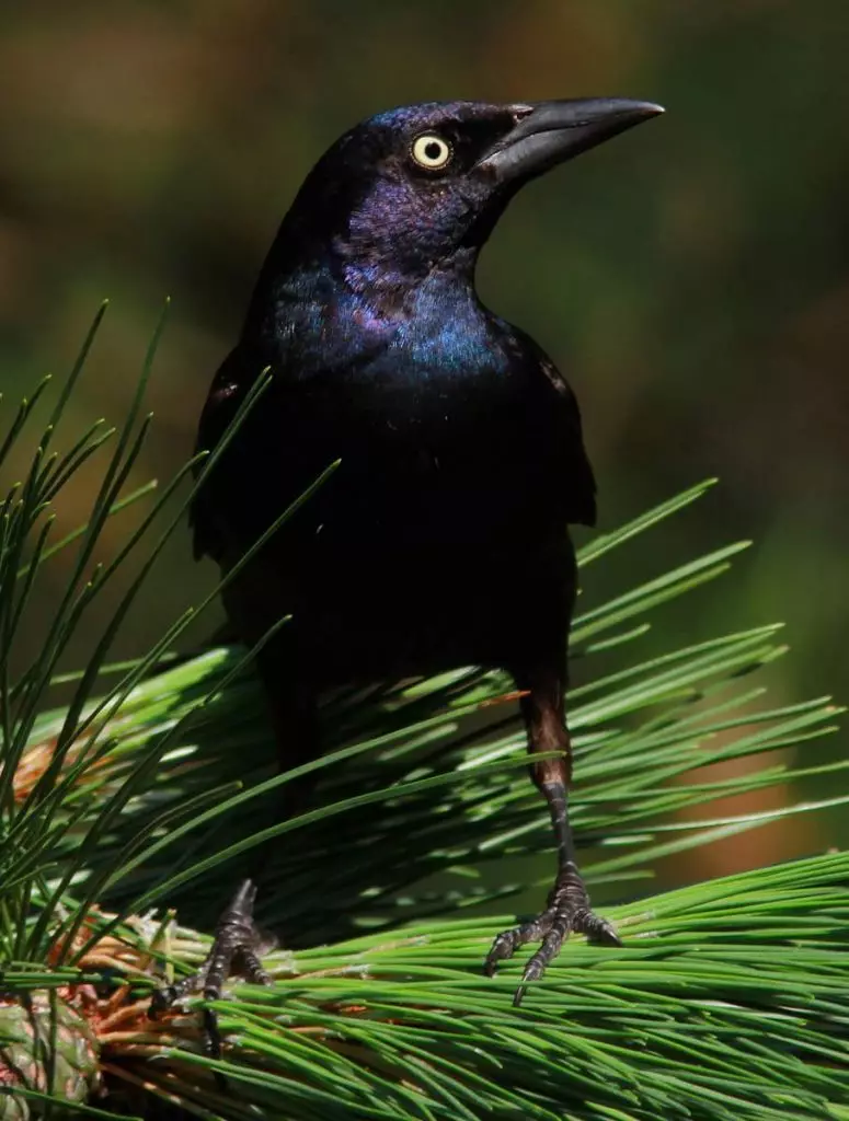 Les mâles du Grakl commun ont un très beau plumage brillant et irisé.