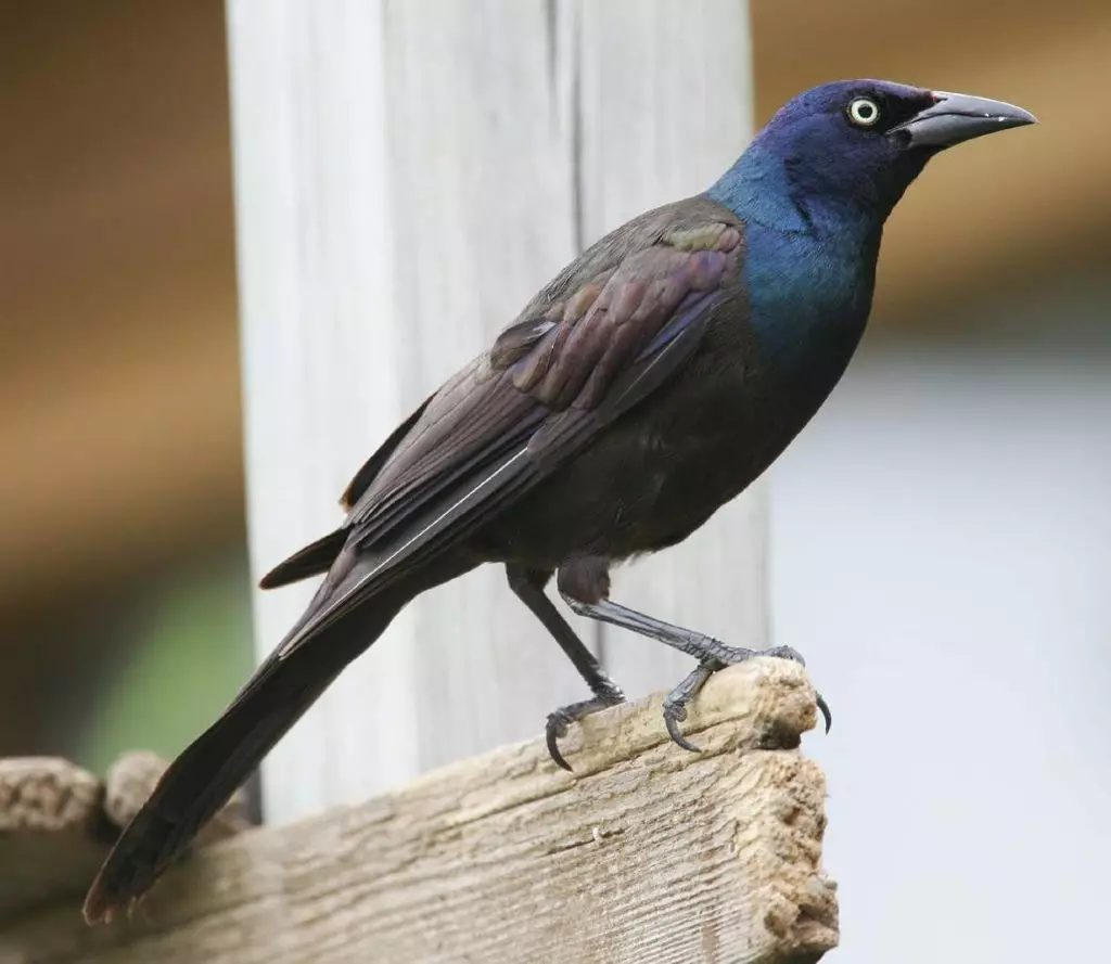 Grackles ndị okenye na -eru ihe karịrị sentimita 30 n'ogologo.