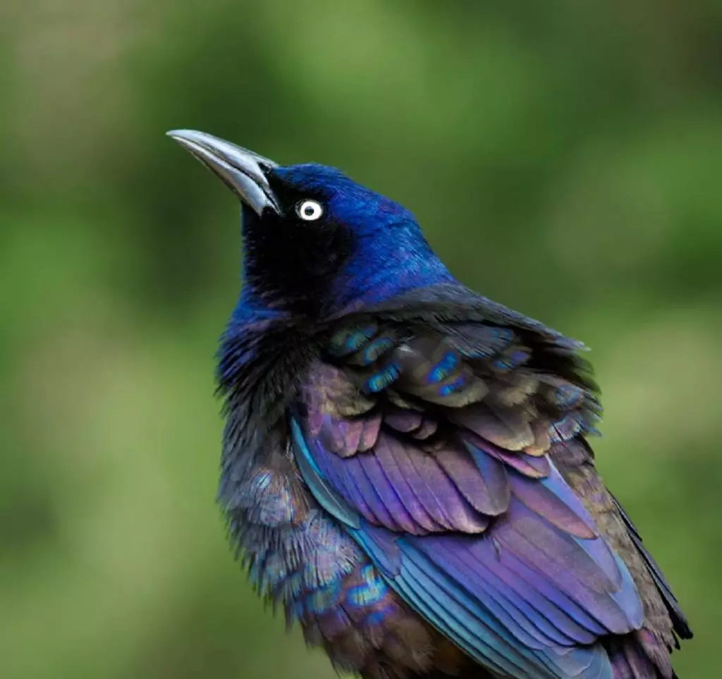 Grackl est un oiseau magnifique, mais très désordonné et désordonné.