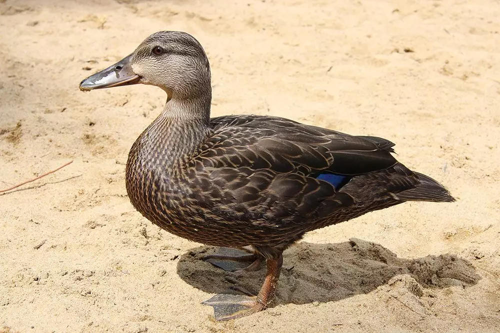 Pato negro americano (Anas rubripes)