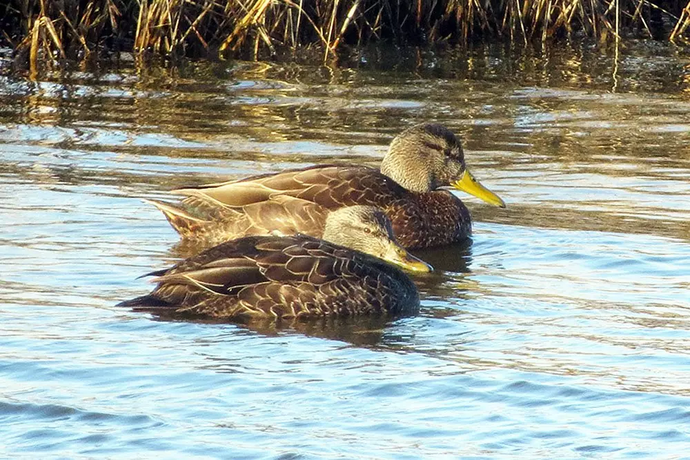 La población de patos negros estadounidenses está disminuyendo constantemente