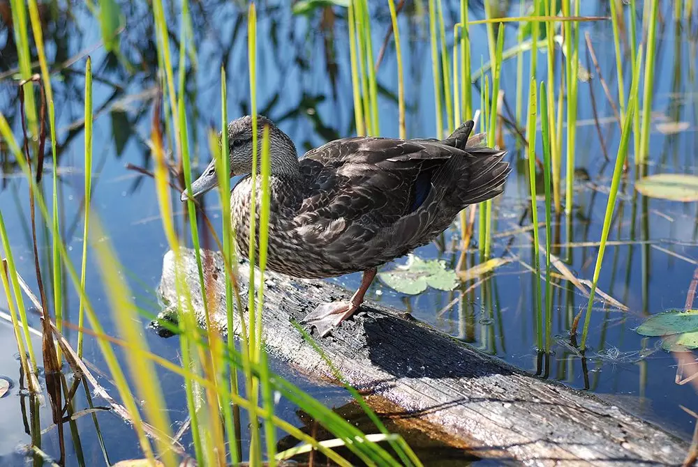 El pato negro americano prefiere vivir en cuerpos de agua ubicados entre bosques.