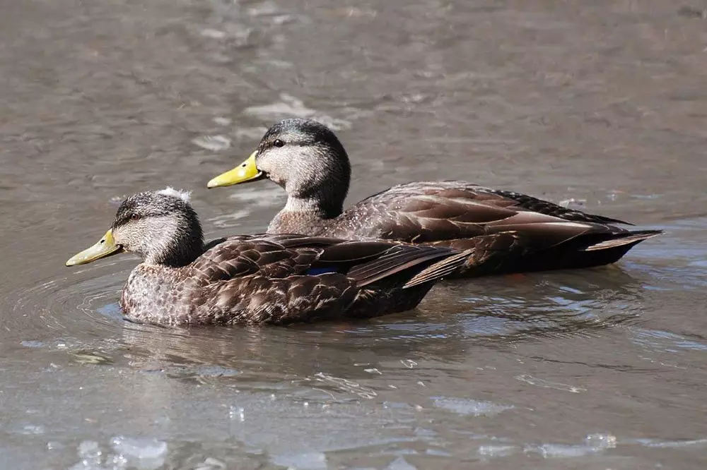 Los patos negros estadounidenses son en parte migratorios.