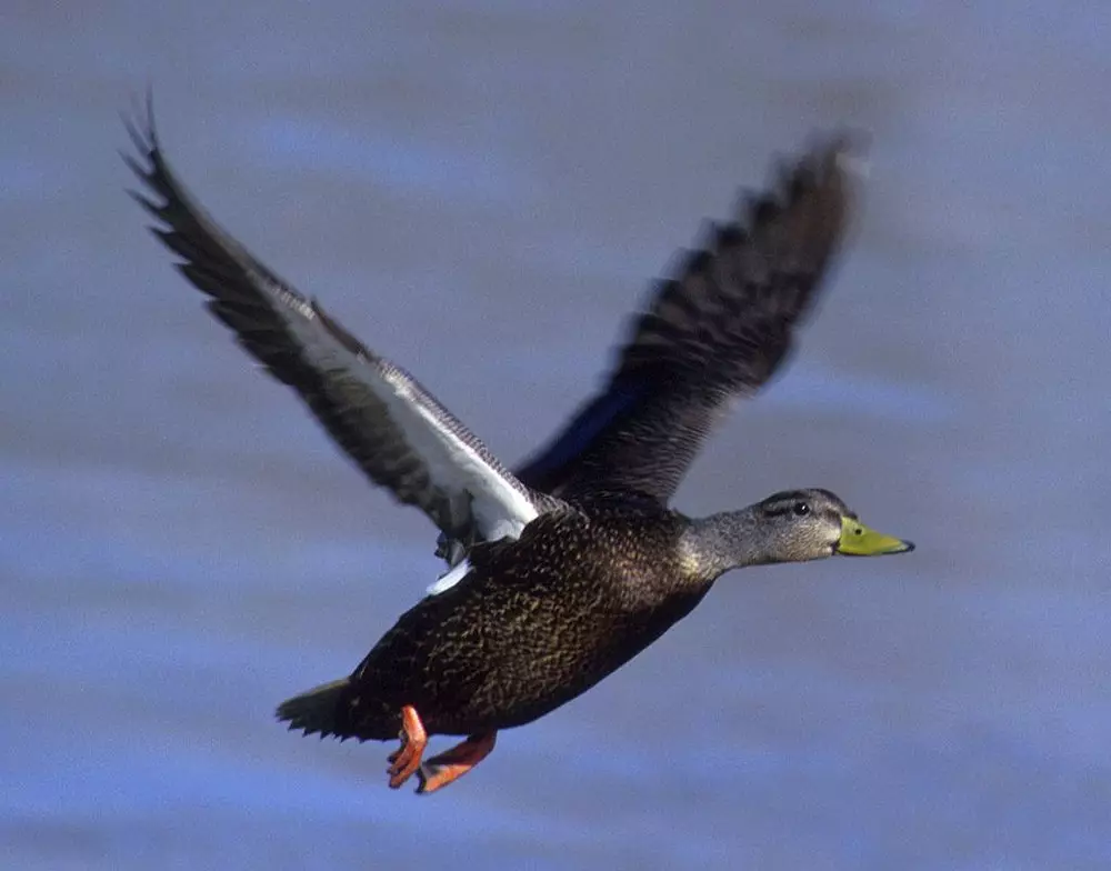 Patos negros americanos en vuelo