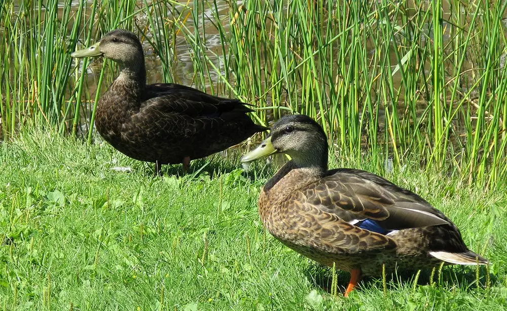 La cría de patos negros estadounidenses comienza en marzo-abril.