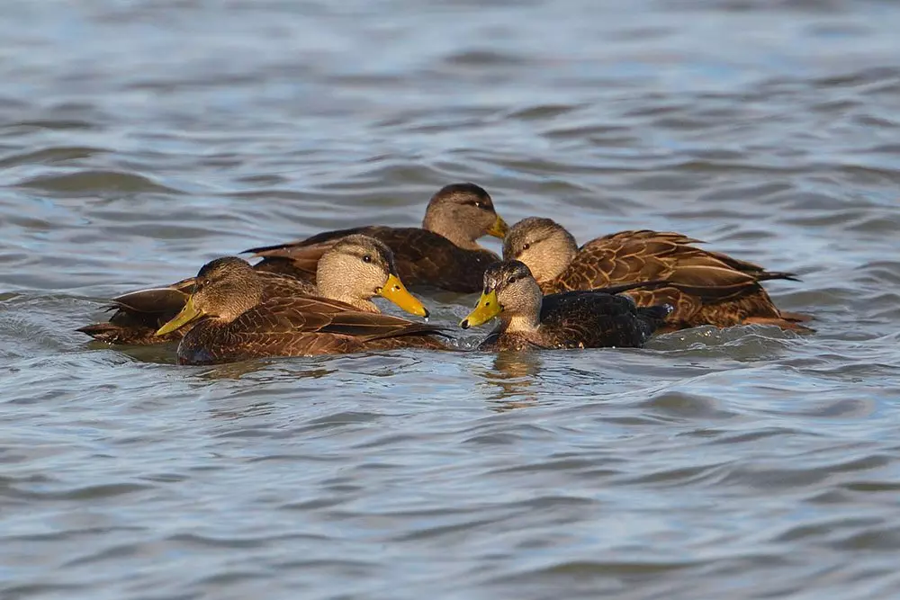 Fuera del período de anidación, los patos negros americanos son aves muy sociables.