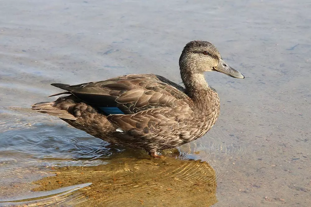 Las aves se alimentan en aguas poco profundas, explorando constantemente el fondo fangoso con su pico.