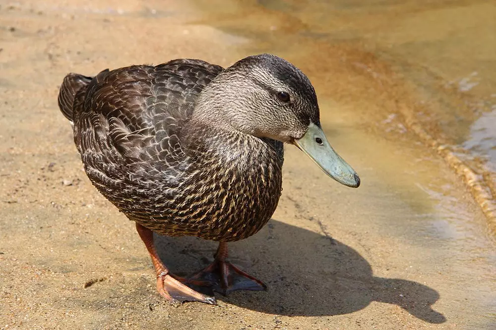 Ducka Reş a Amerîkî armancek girîng a nêçîrê ye