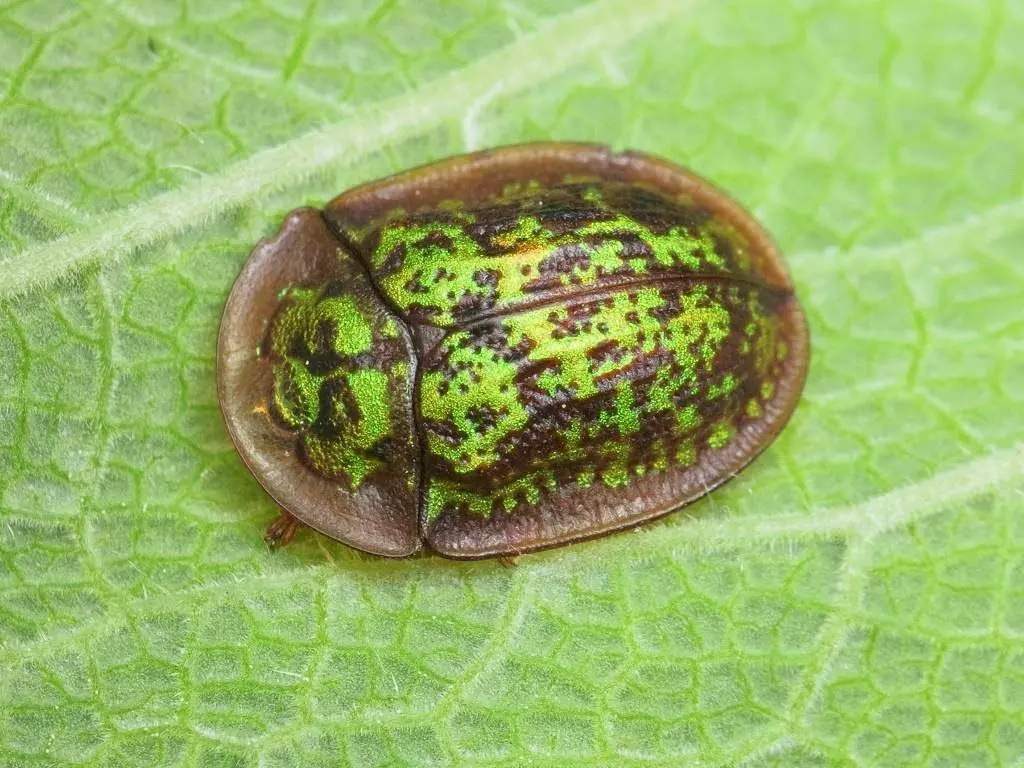 Sage Shieldweed (Cassida canaliculata).