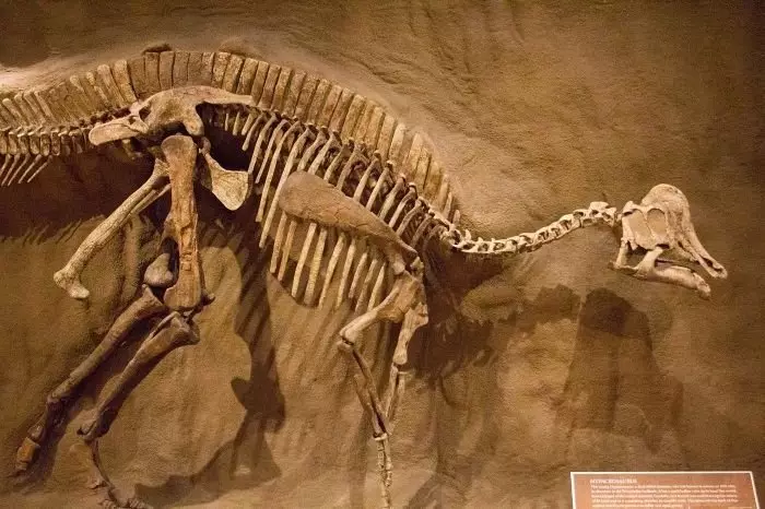 Hipacrosaurus het nog meer tyd aan inkubasie bestee - ses maande!