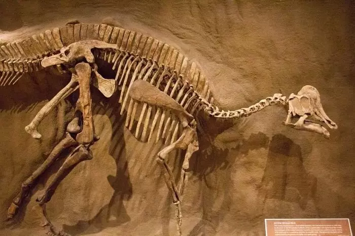 Hipacrosaurus pasó aún más tiempo en incubación: ¡seis meses!