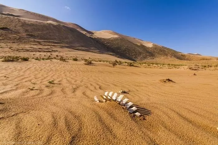 Die Gobi -woestyn het die wetenskaplike wêreld enorm verryk en 'n ware skatkamer van dinosourus -oorblyfsels geword vir paleontoloë.