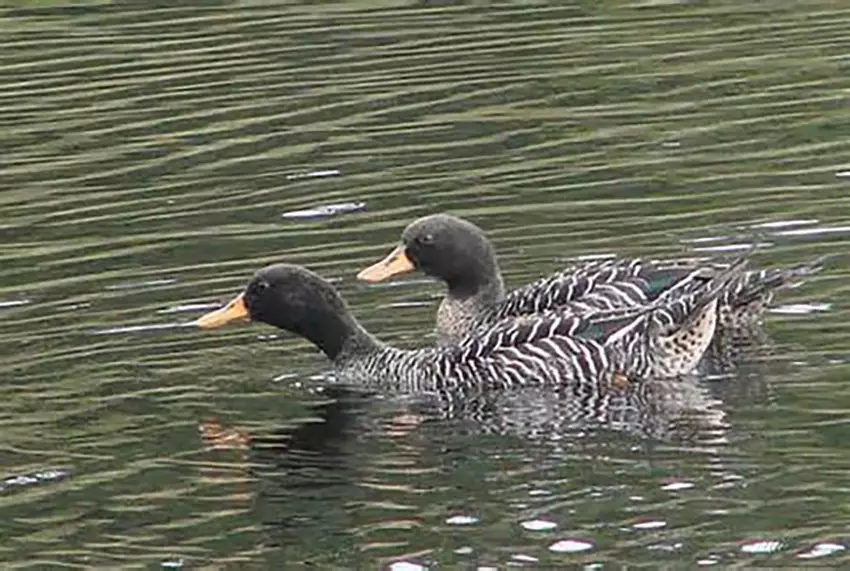 Teal Salvadori эсвэл Salvadori нугас (Salvadorina waigiuensis)