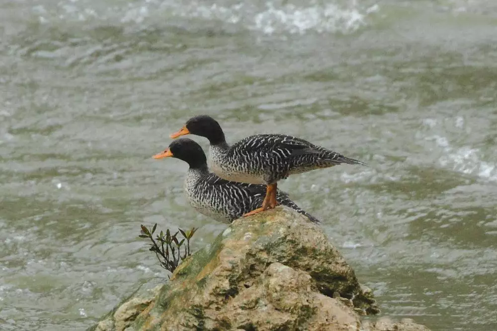 L'alzavola Salvadori è una specie endemica che si trova nelle montagne della Nuova Guinea