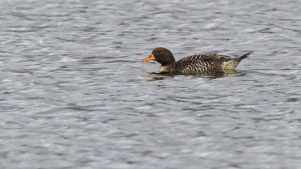 Teals za Salvadori zinaongoza maisha ya siri