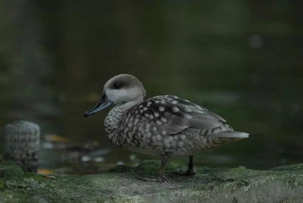 Залуу Teal Salvadori