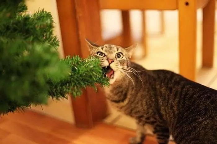 人造樹和新年的金屬絲吸引了貓和狗，因為它們對它們的健康有害。