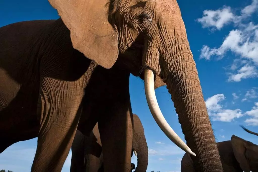 In questa foto, una femmina di elefante della Riserva Nazionale di Samburu in Kenya si erge maestosamente sullo sfondo del suo branco.