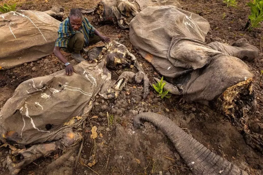 Tutto ciò che è rimasto. Un uomo esamina attentamente i resti essiccati e nascosti degli elefanti dopo il più grande massacro degli ultimi decenni, nel febbraio 2012 nel Parco nazionale del Camerun.