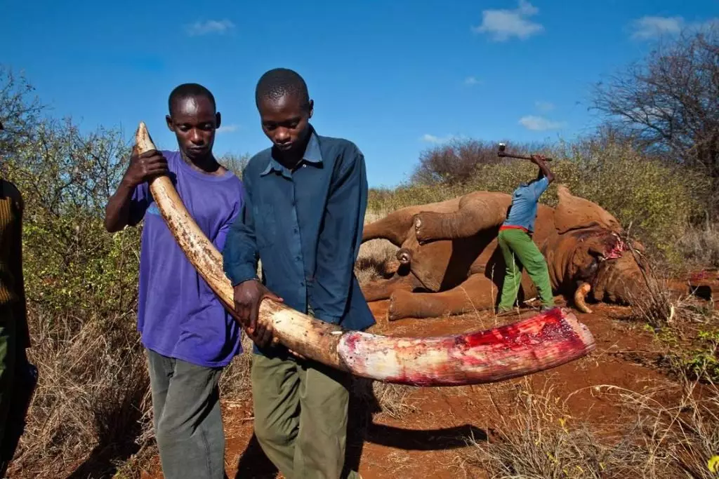 Per mantenere l'avorio dal mercato nero, il cacciatore taglia le zanne di un elefante ucciso illegalmente. Parco nazionale del Kenya.