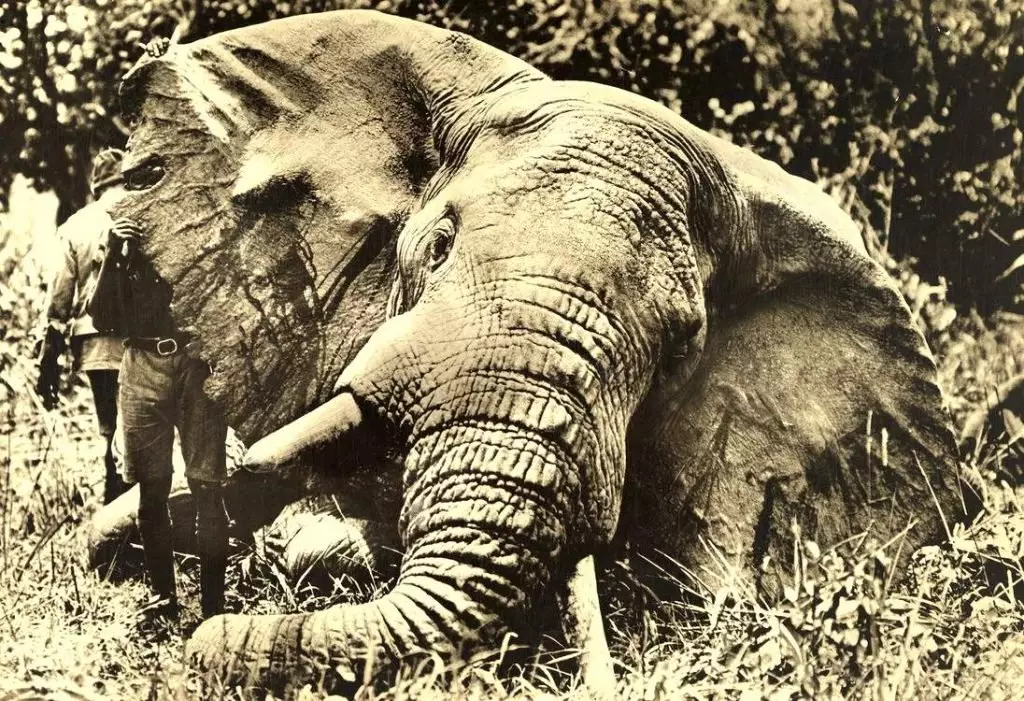 Nella foto, un elefante africano ucciso durante una battuta di caccia, 1912.