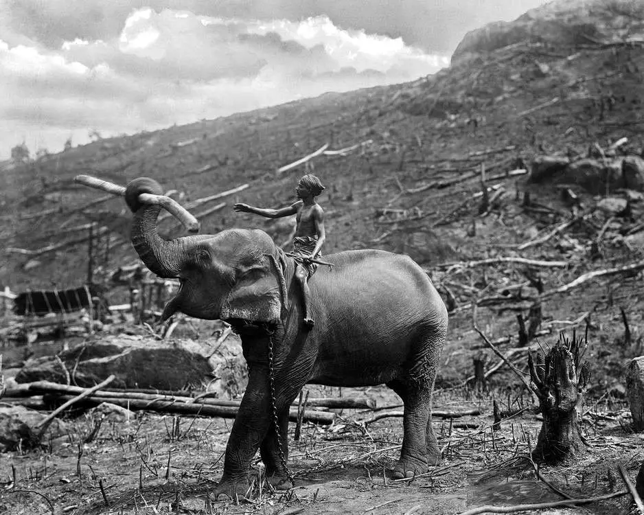 Un uomo cavalca un elefante lungo un'area appena bonificata, Ceylon (colonia britannica, oggi Sri Lanka moderno).