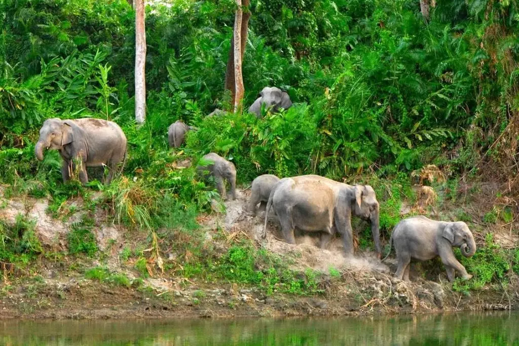 Un branco di elefanti protetti nutre e beve acqua da un fiume nel Parco Nazionale di Kaziranga, in India.