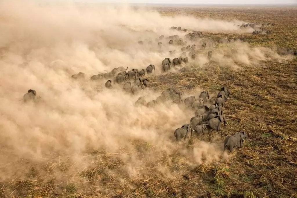 Un centinaio di elefanti, spaventati da un incendio, fuggono da un luogo in fiamme nell'area di Saddy, un'enorme palude in Sudan. Durante le stagioni secche, la maggior parte delle paludi umide lascia il posto agli incendi della savana, che sono accompagnati da nuvole di polvere degli animali in migrazione.